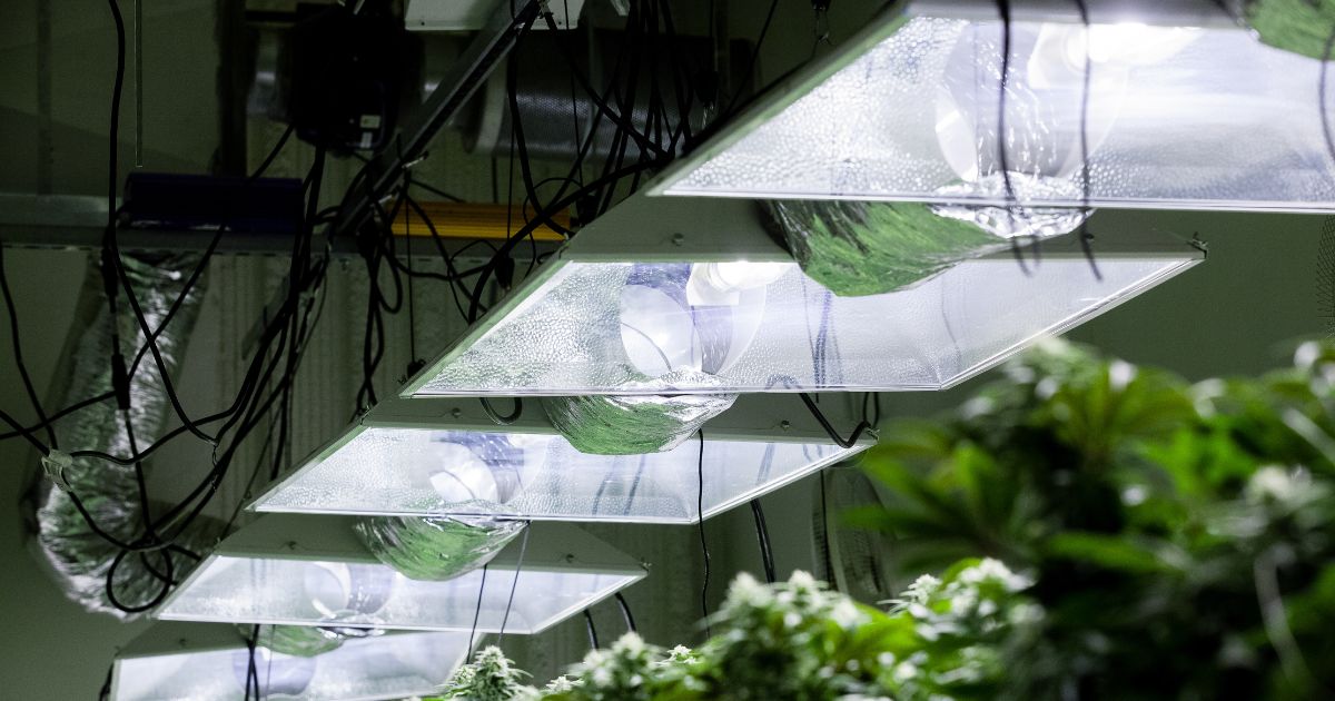 Various Light Cycles for Canna Plants – Green Rush Nutrients